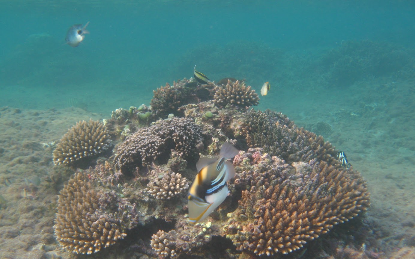 Lagons de la Réunion et ses poissons tropicaux: 2012 20 mai Lagon St Pierre