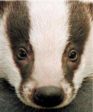 Nagora's Corner: Consider the Badger