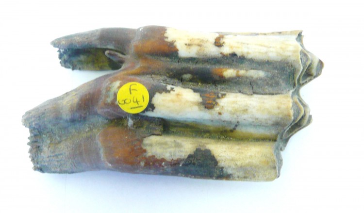 Is this a Bigfoot Tooth? ~ The Crypto Crew