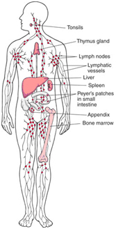 Medical Articles: LAPORAN TUTORIAL SISTEM KARDIOVASKULER DAN LIMFATIKA
