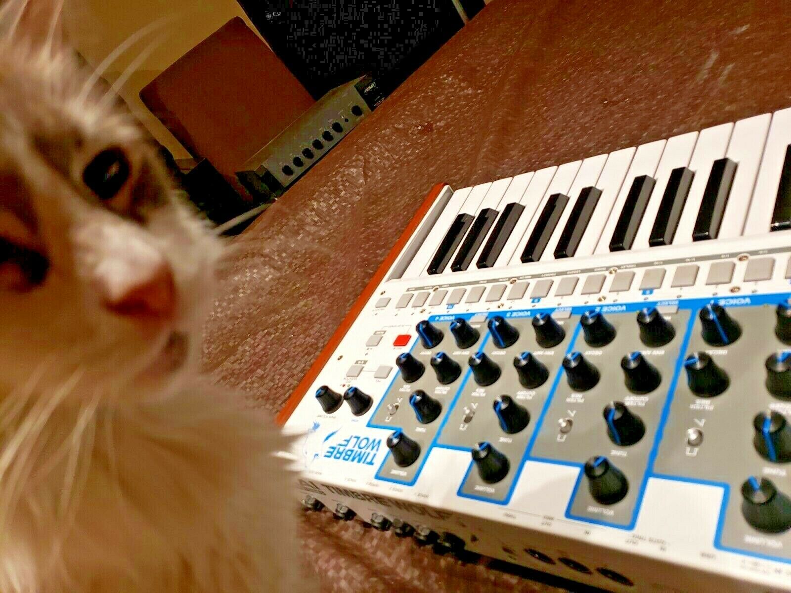 MATRIXSYNTH: AKAI TMBRE WOLF ANALOG SYNTH