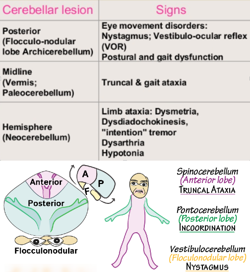 Signs of cerebellar lesion
