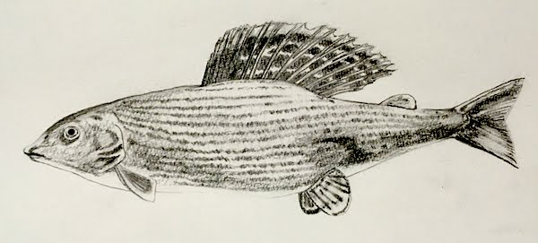 Aquarium Movies (Japan) archive 生きている魚図鑑: Aquarium Movies (Japan ...