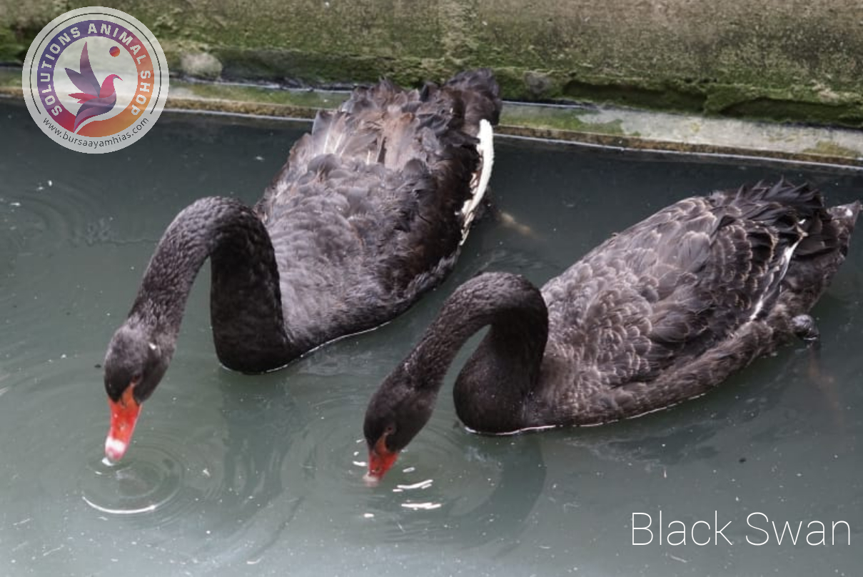 READY STOCK BLACK SWAN (ANGSA HITAM) DNA SEXING - Bursa Ayam Hias