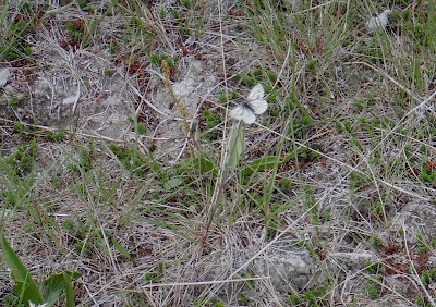 Yukon Butterflies: Pieris angelika