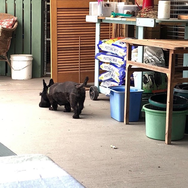 Ducks and garlic | down to earth