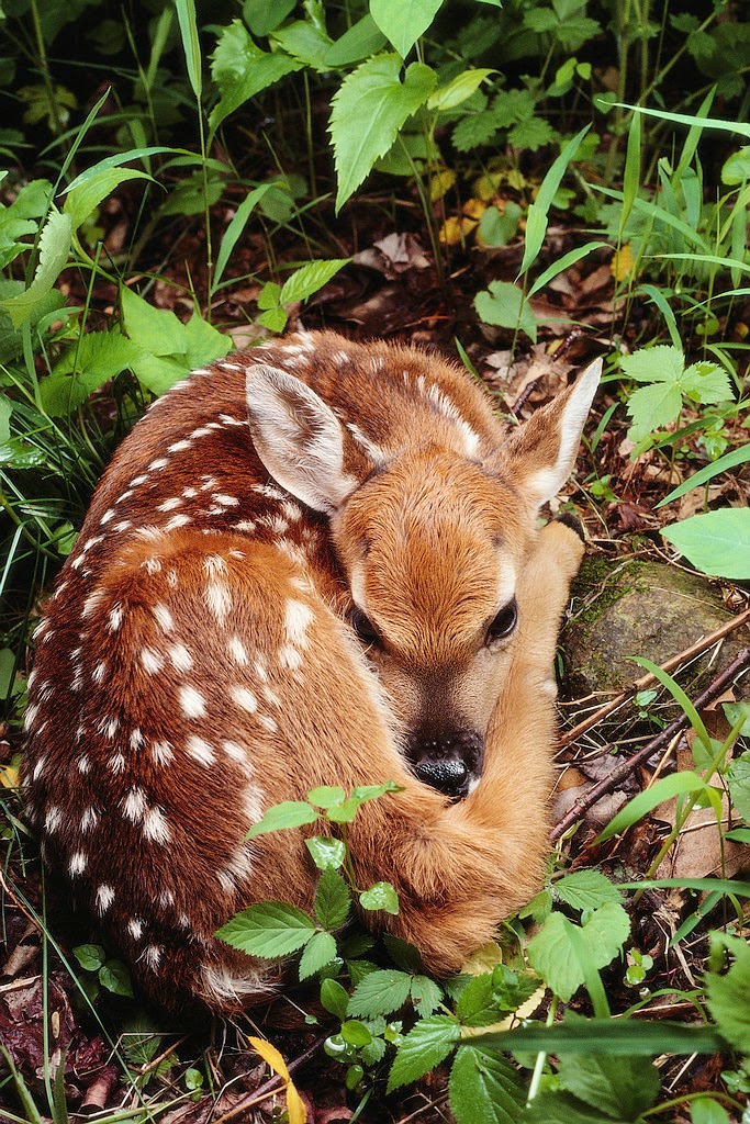 PA SFI Professional Timber Harvester Training Program: White-tailed ...