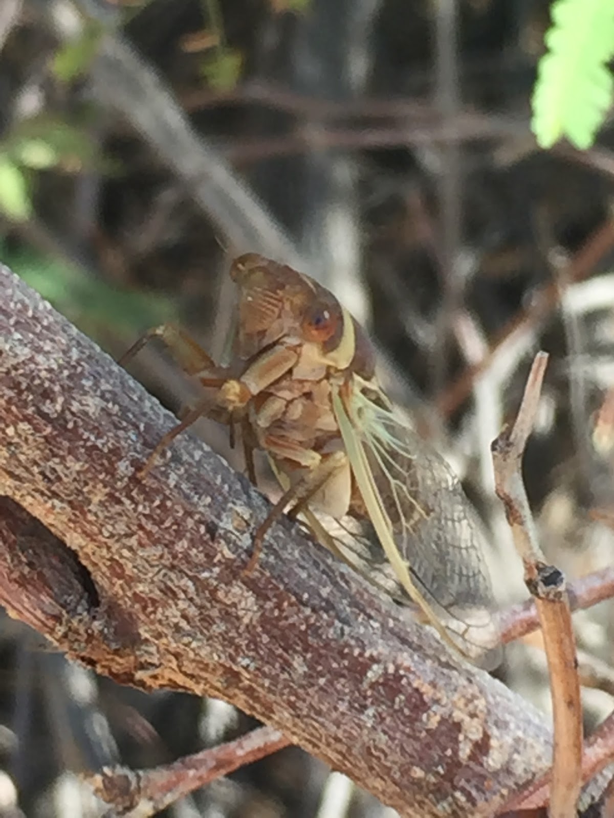 虫頭: セミ（Diceroprocta apache) Citrus Cicada
