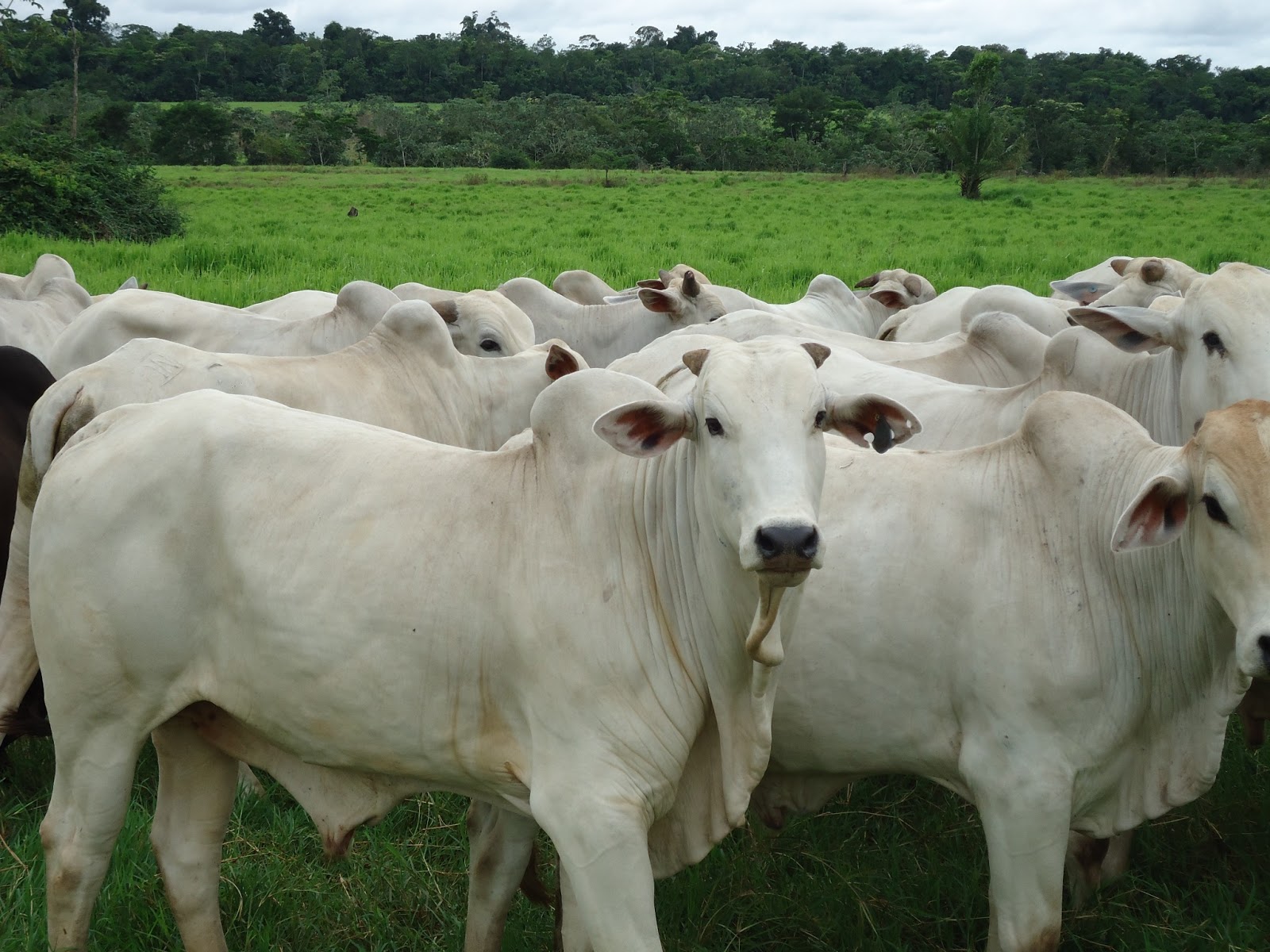 Nelore - JungleKey.fr Image #50