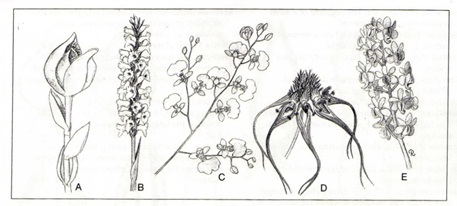 Pesona Anggrek Spesies: Bunga