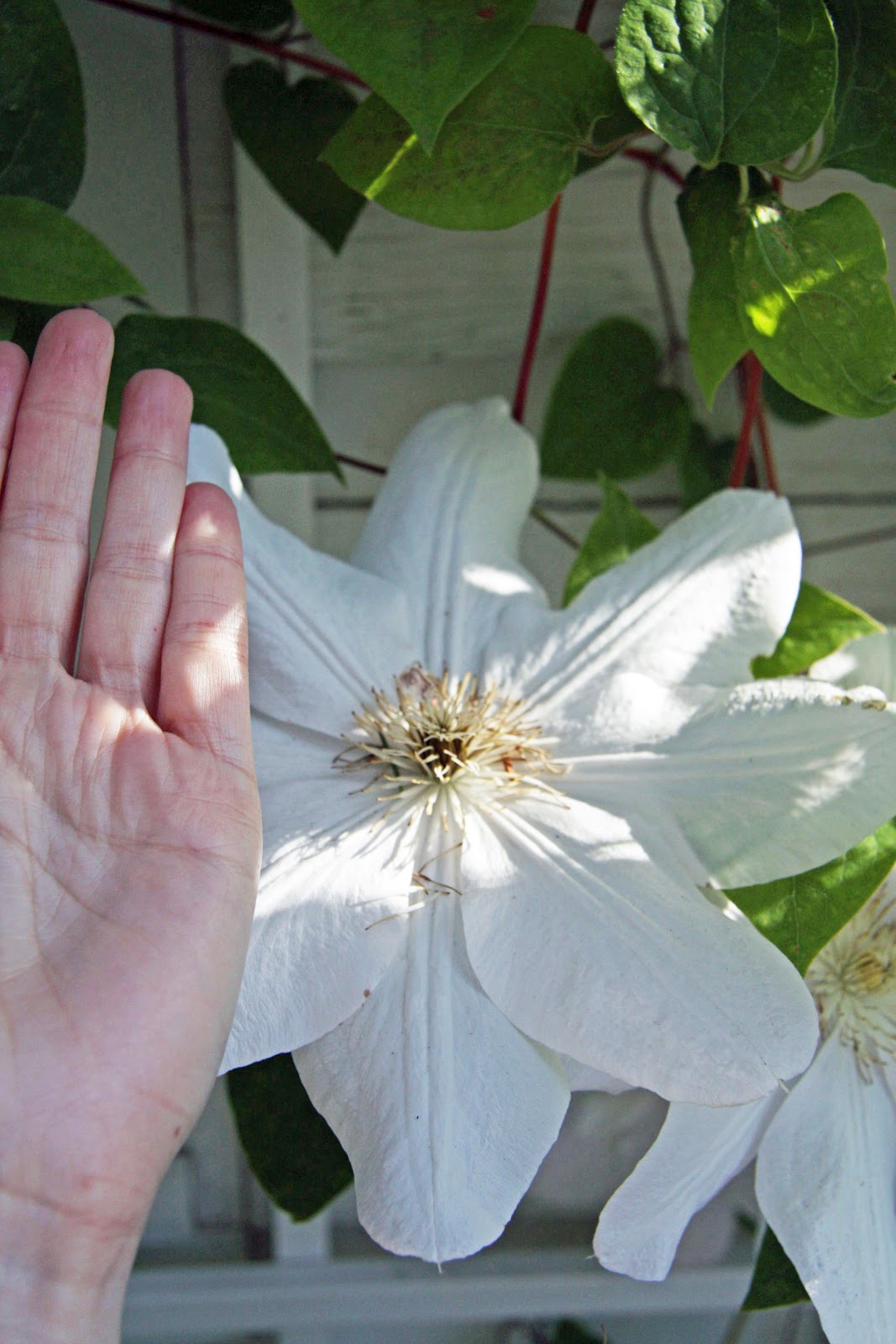 In the Fields : Blossoming Clematis