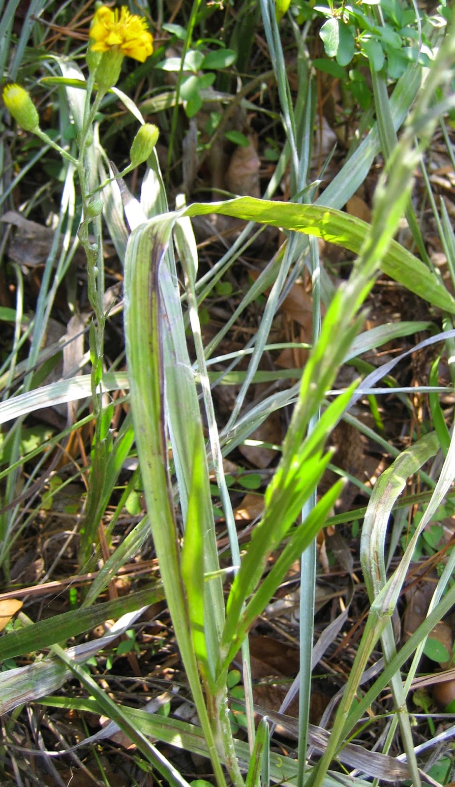 Discovering His Creation: Narrowleaf Silkgrass - Grassleaf Golden Aster ...