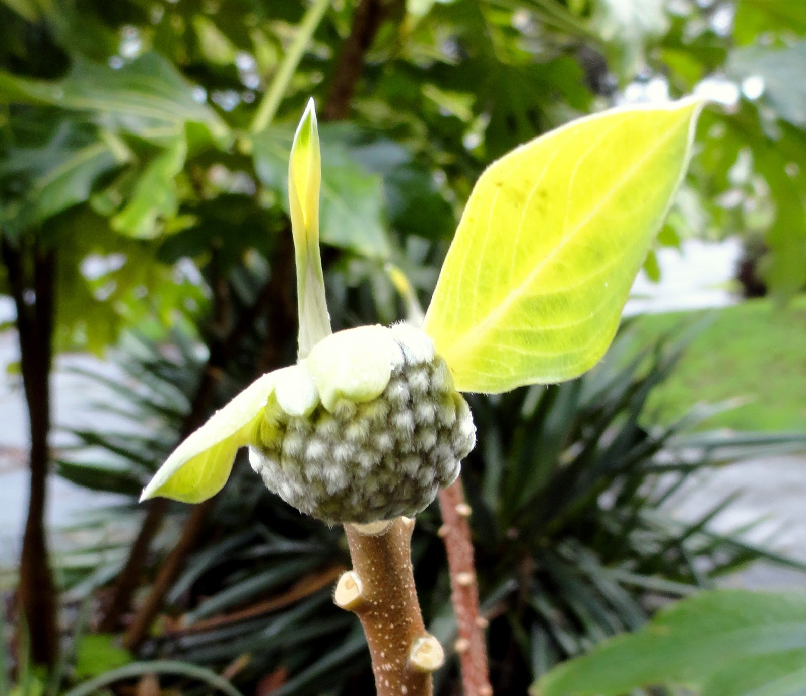 danger garden: Edgeworthia chrysantha…my favorite plant in the garden ...