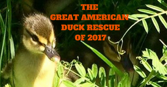 Green Team Gazette: Great American Duck Rescue of 2017