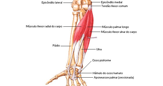 Flexores Pronadores - Músculos do Antebraço