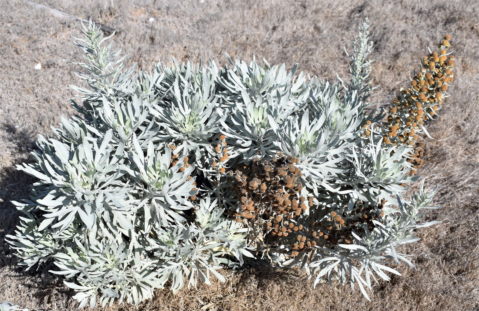 Plantas: Beleza e Diversidade: Losna (Artemisia argentea)
