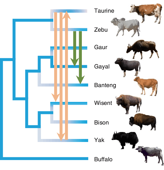 El yak, el "barco" de la Meseta.
