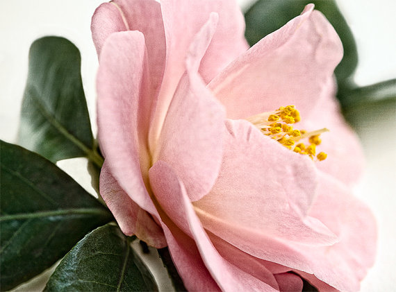 Aesthetic Oiseau: Sarah Hollander Botanicals