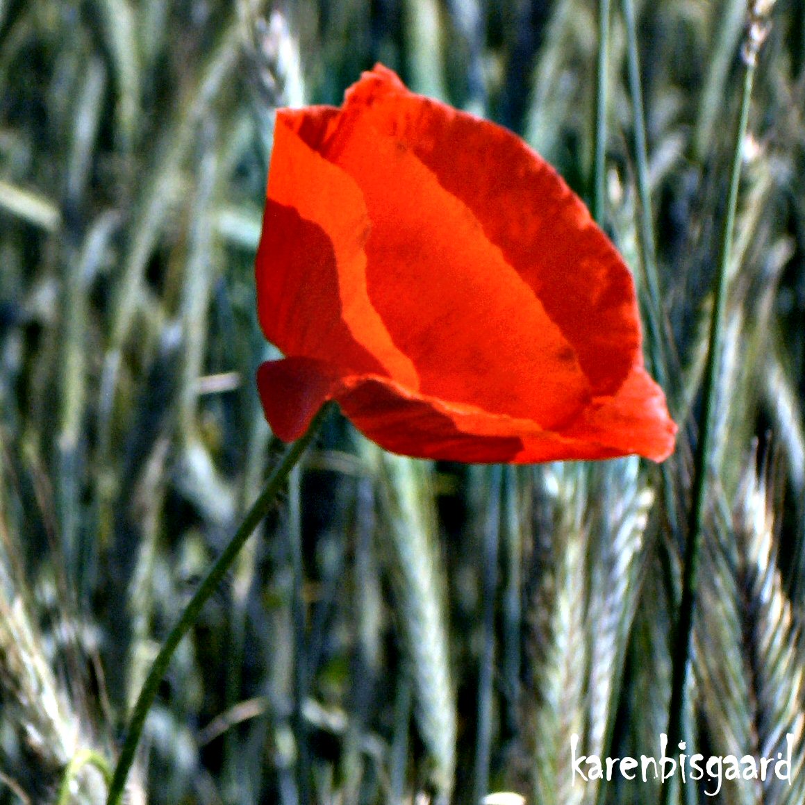Karen`s Nature Photography: Blooming Poppy in Front of Green Crop.