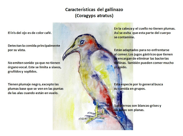 Cuentos Peruanos sobre Aves: Datos importantes sobre el gallinazo