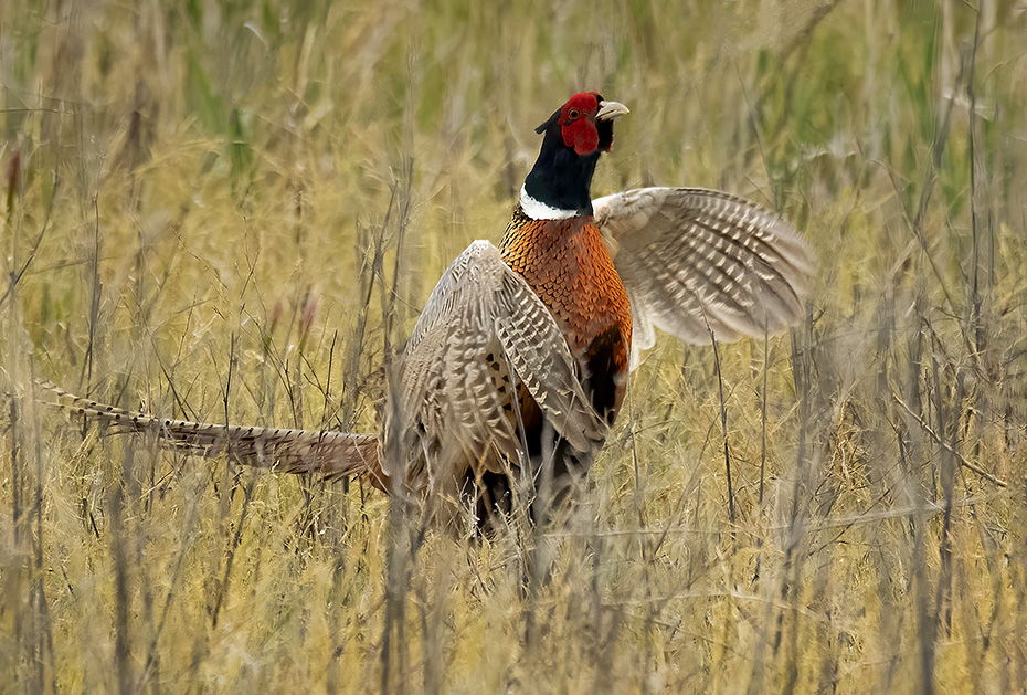 My Big Little World : Male Ring-necked Pheasant is Looking for a Mate
