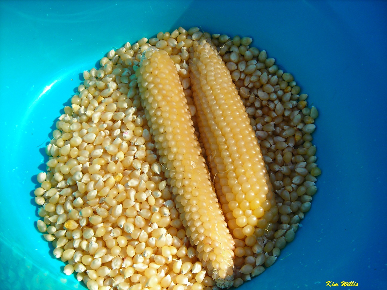 Gardening Granny's Gardening Pages: Popcorn -how to grow, harvest