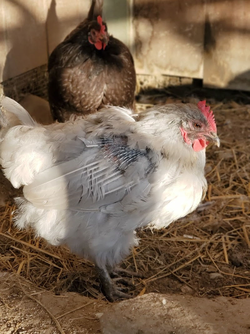 What Is Molting in Backyard Chickens? - Fresh Eggs Daily® with Lisa Steele