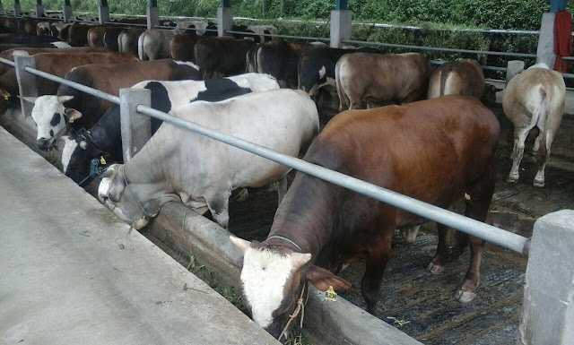 Penggemukan Sapi LIMPO-SIMPO Lebih Untung