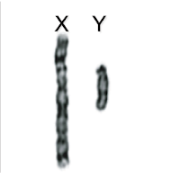 What makes us male/female?: The Testis Determining Factor