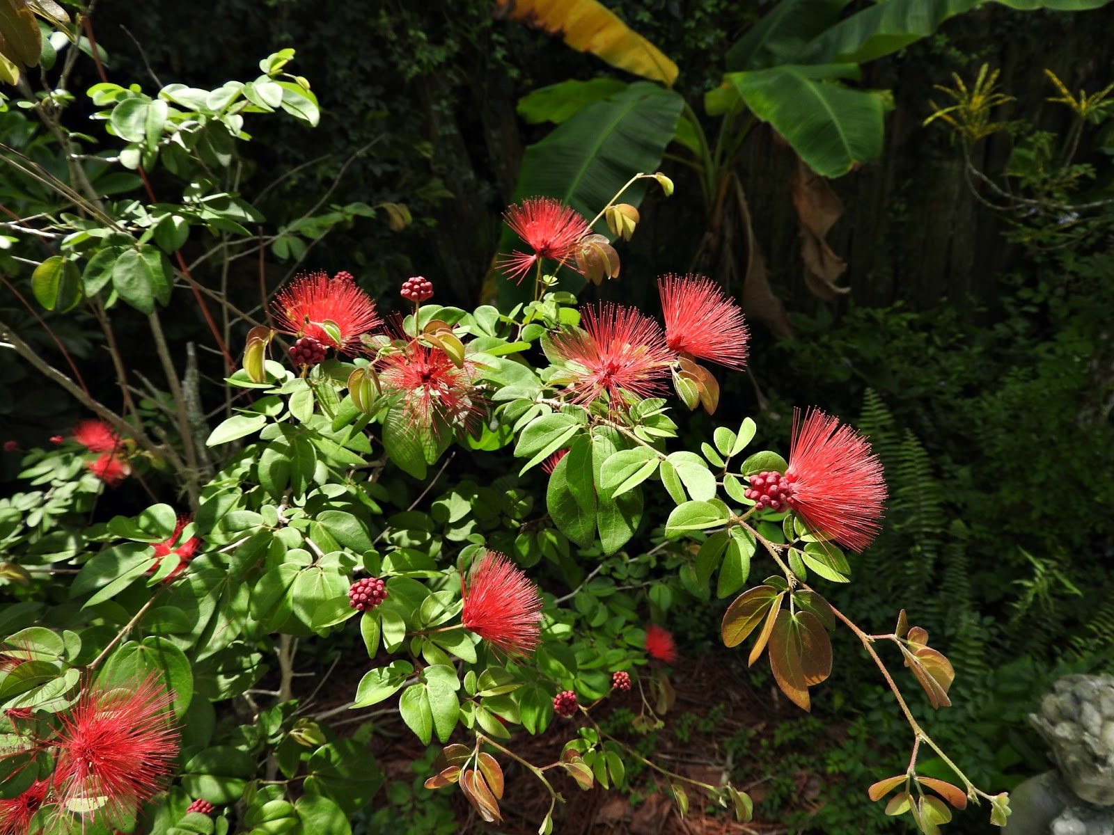 MadSnapper: Dwarf Powder Puff