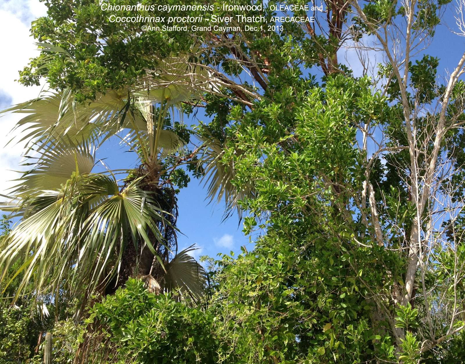 CaymANNature: Cayman Ironwood tree