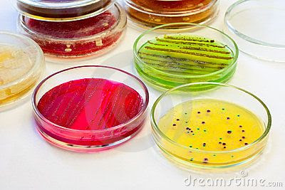 TIPOS DE MEDIOS DE CULTIVO