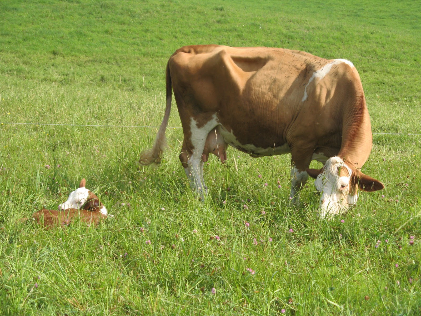 Animal Instinct: New Calf Photos