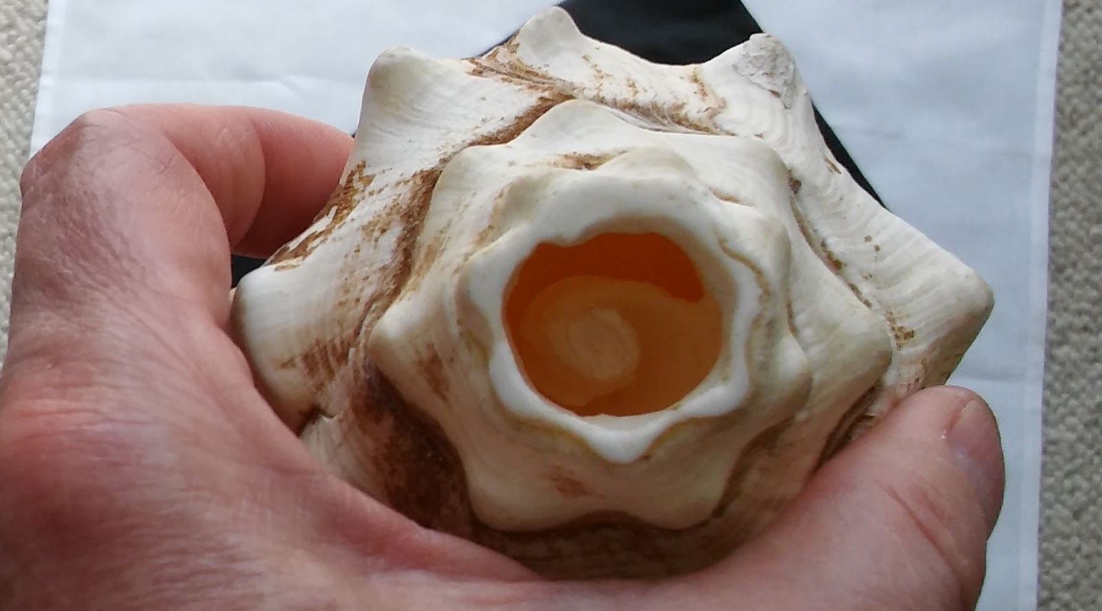 The Woodsman's Journal Online: Conch Shell Trumpet