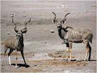 Kudus of Africa | Free National Geographic Pix