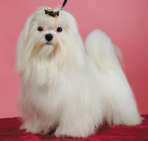 15 Anjing Peliharaan Yang Cocok Untuk Pemula