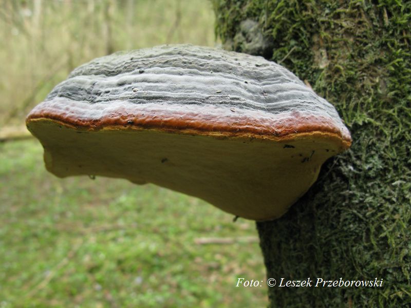 NA POJAĆWIESKICH RUBIEŻACH: Huba - popularna nazwa owocnika grzyba ...