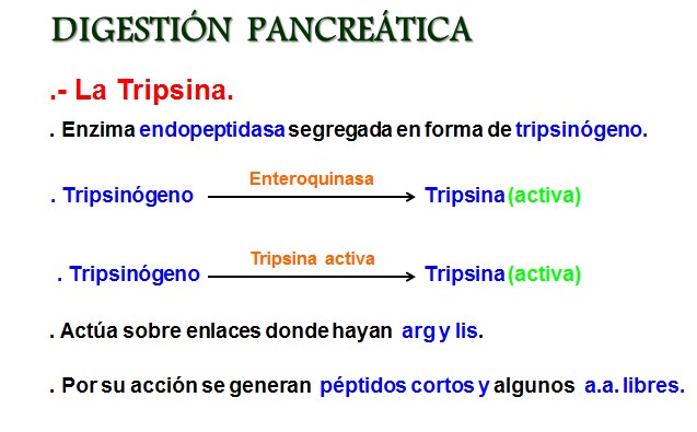BIOQUIMICA - 2DO AÑO OFICIAL. : DIGESTIÓN DE PROTEÍNAS