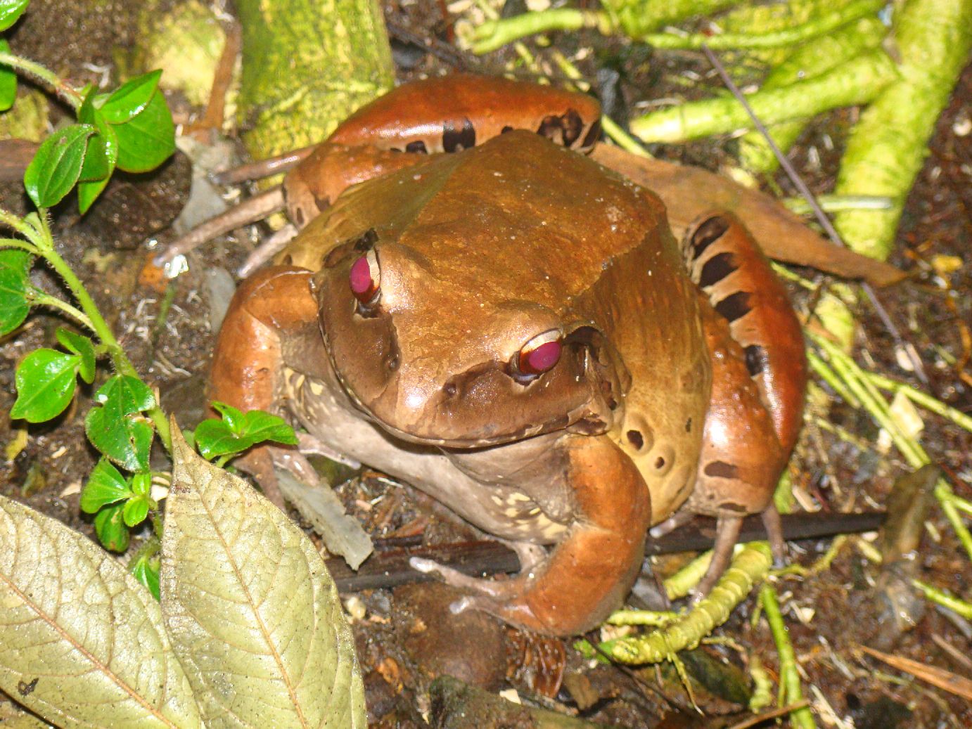 Fauna Brasileira: jia