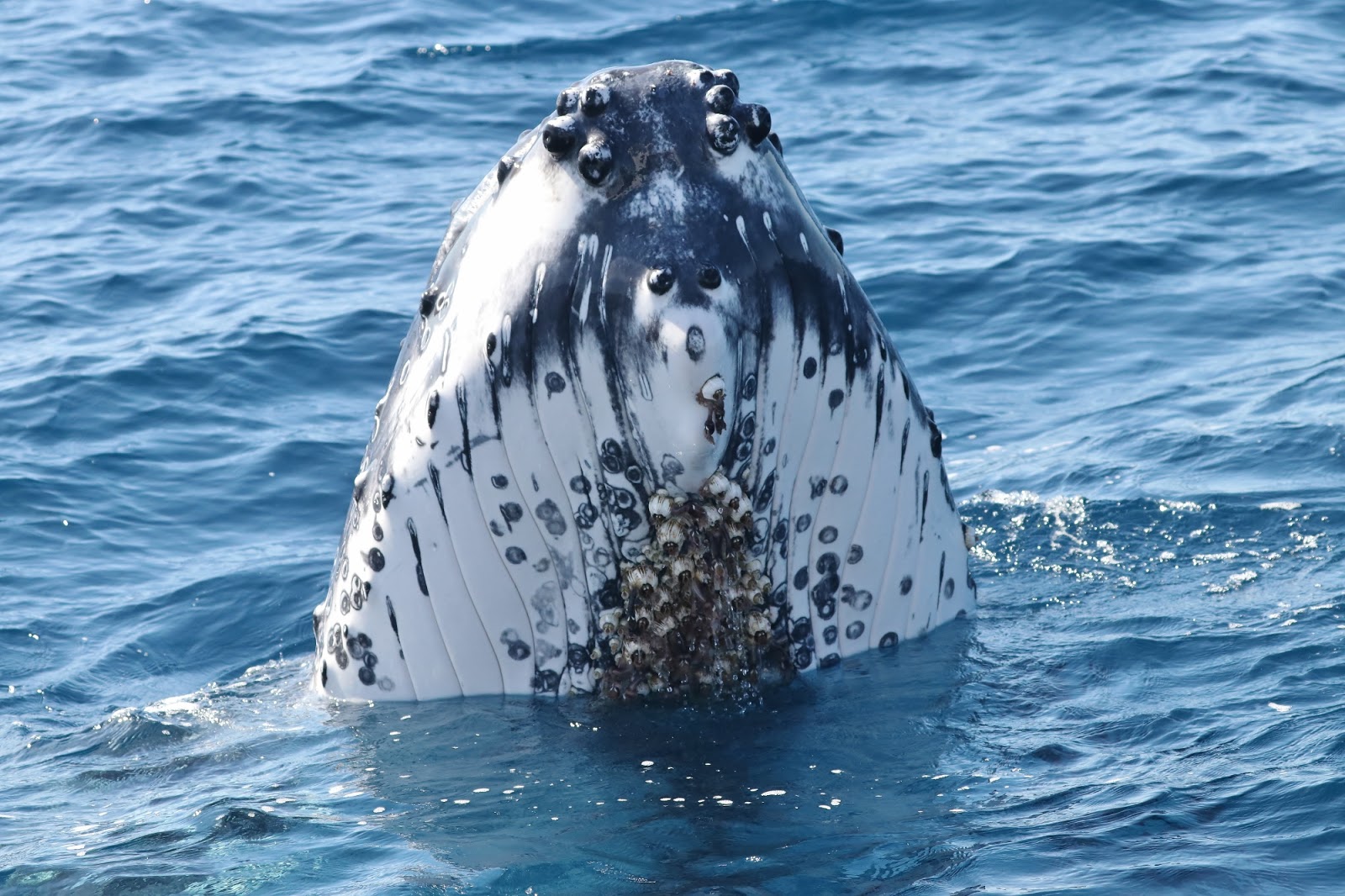 Bird Watching Archives - Sunshine Coast Afloat