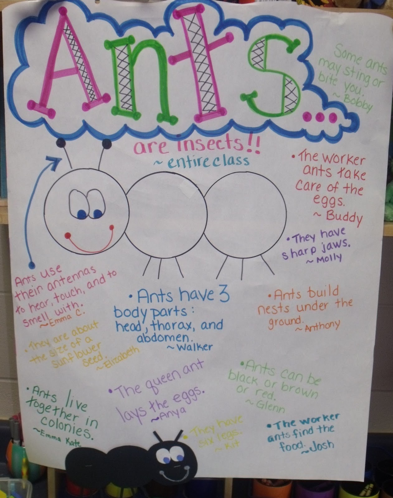 Insect Learning Fun, Freebies and a Sale! - Mrs. Jump's Class