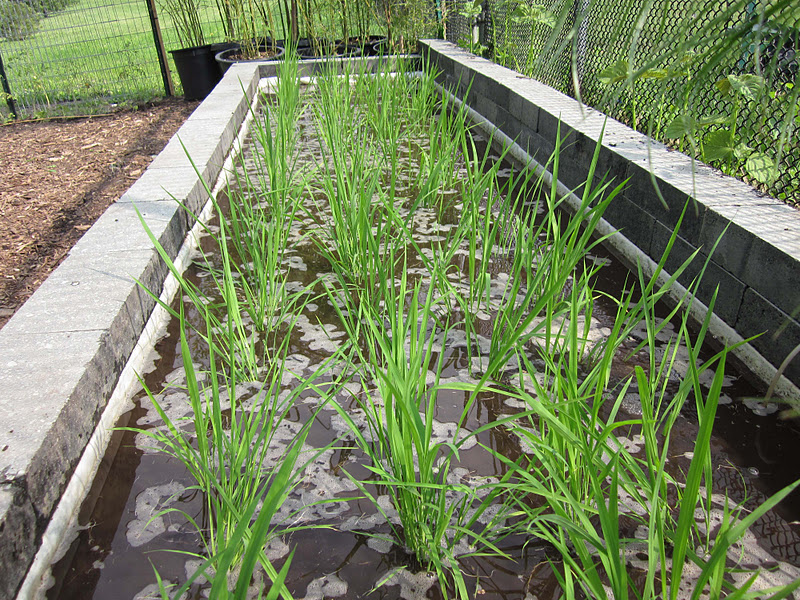 Phyllis Odessey: Give Us This Day Our Daily RICE