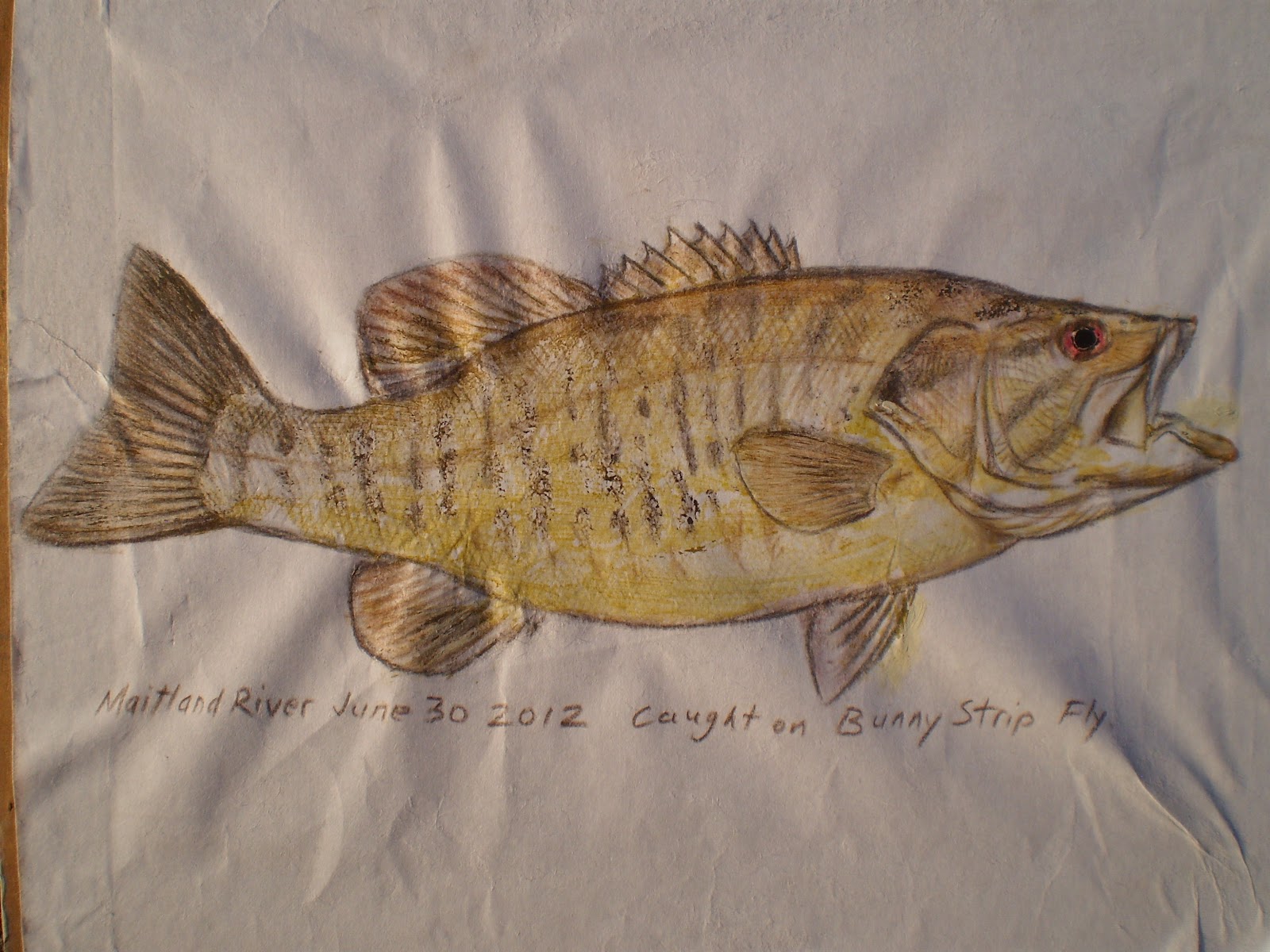 CHARLES WEISS ART: Smallmouth Bass on Rice Paper Print