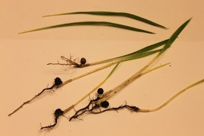 HOW TO GROW PALM TREES FROM SEED |The Garden of Eaden