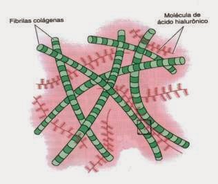 Patologias Humanas : Tecido Cartilaginoso
