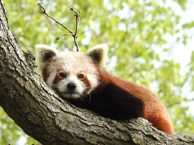 ANIMALS TIME : Red Panda (Gallery 9)