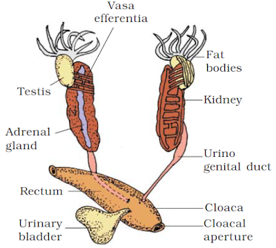 Structural Organisation In Animals - Notes | Class 11 | Part 8: Frog ...