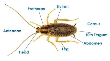 Digestive System in Cockroach