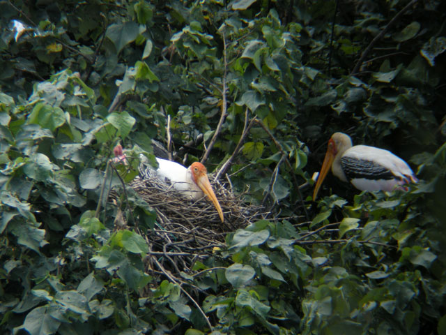 A Malaysian Birder: Painted Stork: Records from the Past for Putrajaya ...