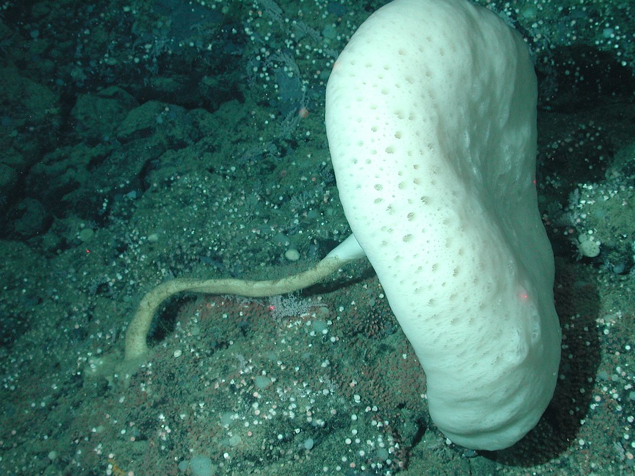 Real Monstrosities: White Mushroom Sponge